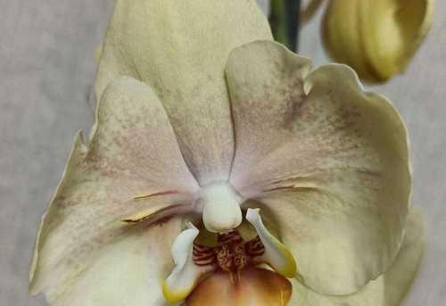 Орхидея редкого нежного окраса цветёт