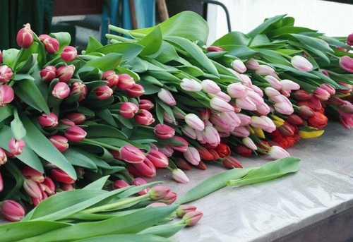 Свежие тюльпаны оптом к 8 марта