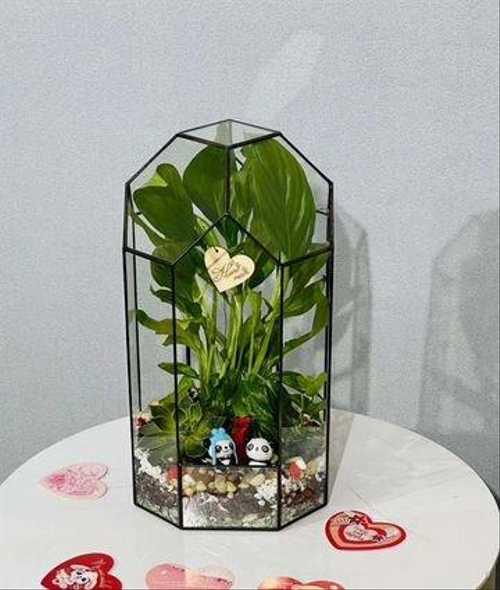 Флорариум с цветком женское счастье и пандами