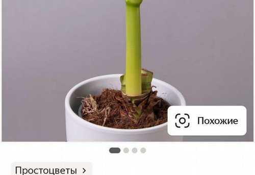 Гиппиаструм