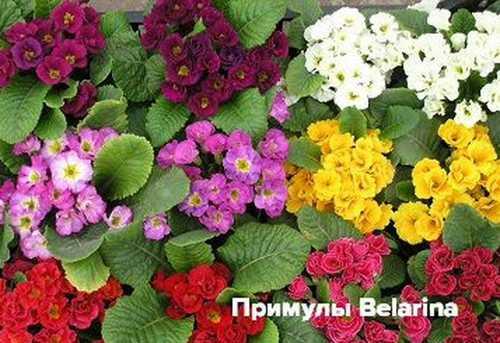 Примула Беларина сортовые