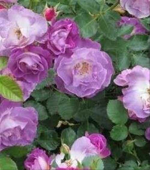 Розы флорибунда (Германия, Франция, США)