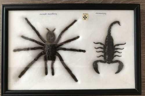 Scorpion паук птицеед панно