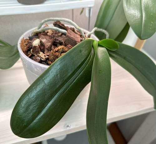 Орхидея фаленопсис белая мультифлора
