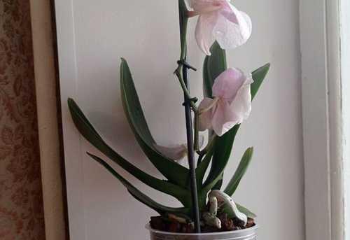 Каскадная орхидея фаленопсис