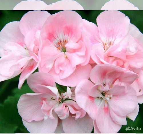 Герань розовая комнатные растения