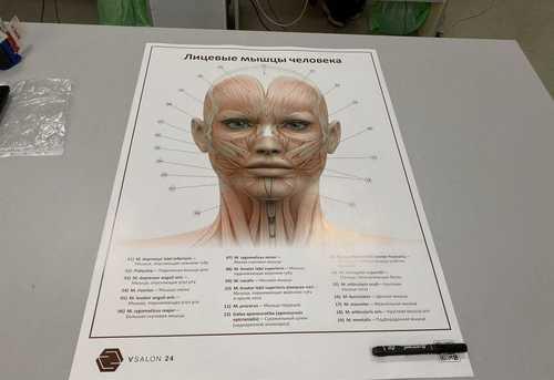 Плакат лицевые мышцы человека