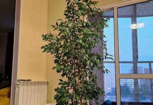Фикус Бенджамина Даниэль