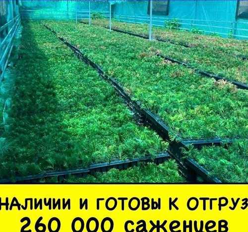 Туя смарагд с гарантией приживаемости
