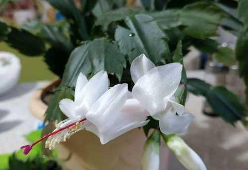 Цветок декабрист белого цвета
