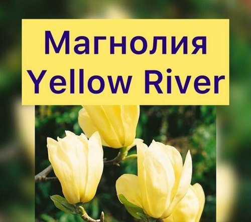 Магнолия Еллоу Ривер yellow river