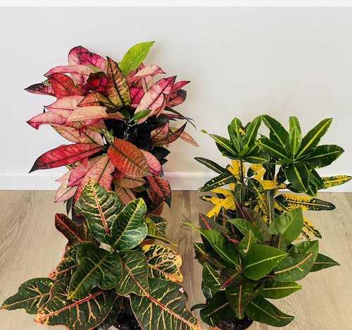 КРОТОНЫ 4 сорта Прямые поставки Красноярск