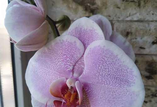 Цветущие домашние орхидеи 2