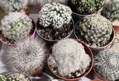 Gracilis снежные маммиллярии и другие кактусы