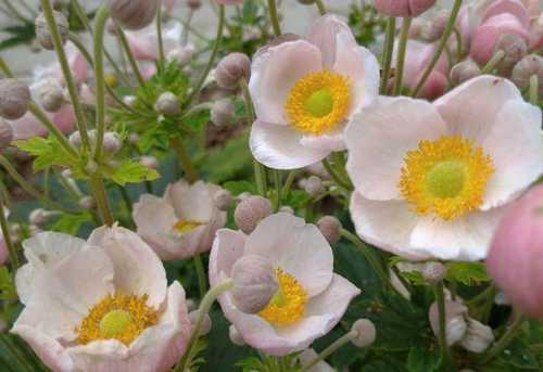 Садовые цветы