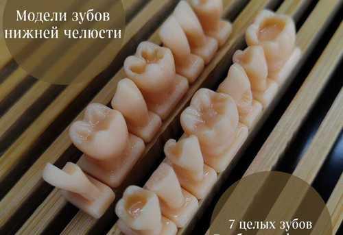 Модели зубов для реставрации