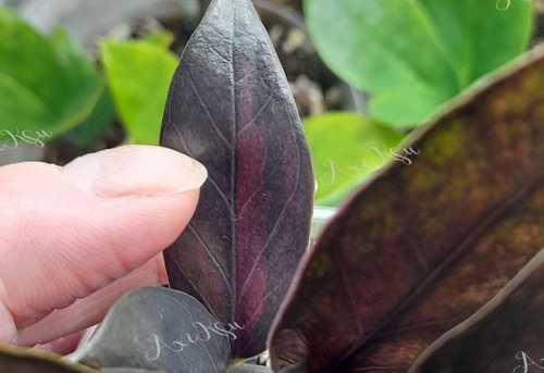 Zamioculcas Black Pink