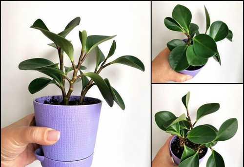 Пеперомия туполистная. Peperomia obtusifolia