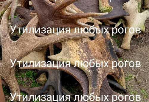 Рога