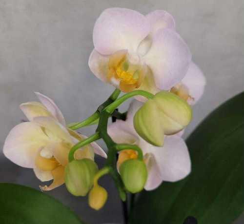 Орхидея фаленопсис бургундия