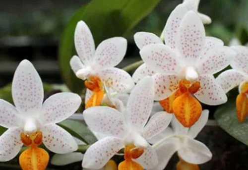 Орхидея Mini Mark