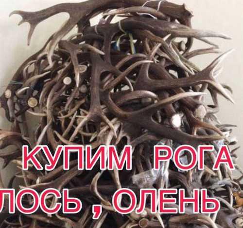 Рога Олень, Лось