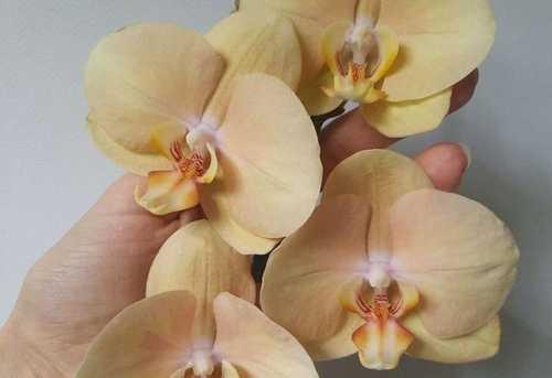 Орхидея Карина (Африканский закат)