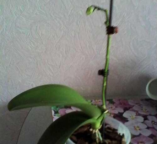 Орхидея белая фаленопсис