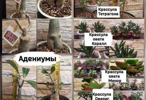 Адениумы и крассулы