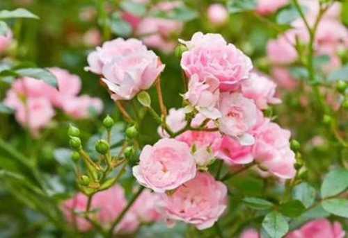 Почвопокровные розы, розовые