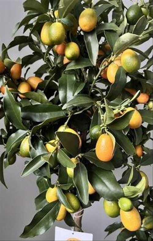 Цитрусовое дерево Золотой апельсин