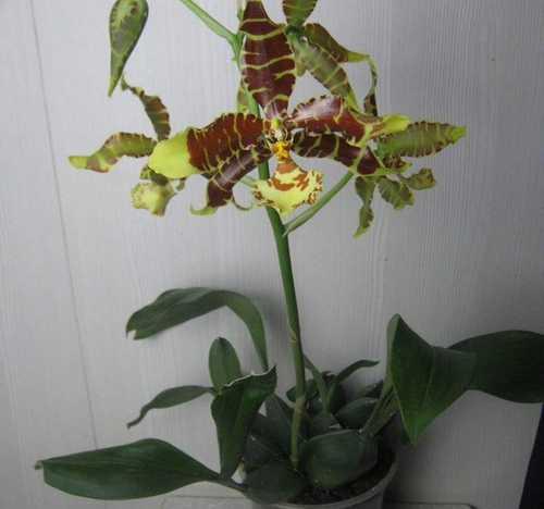 Орхидея Rossioglossum Rawdon Jester Doll