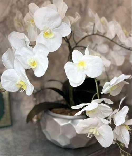 Королевская интерьерная орхидея