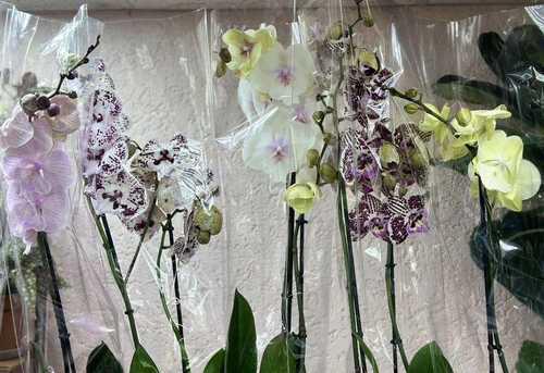 Коллекционные орхидеи