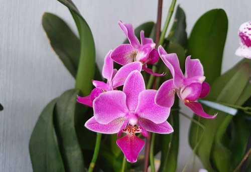 Орхидея фаленопсис Мукалла