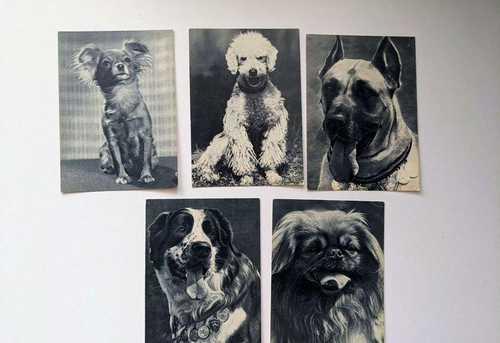 Коллекционные открытки 1969 г Собаки «Планета»