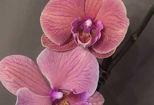 Орхидея Allura Artemis Big Lip