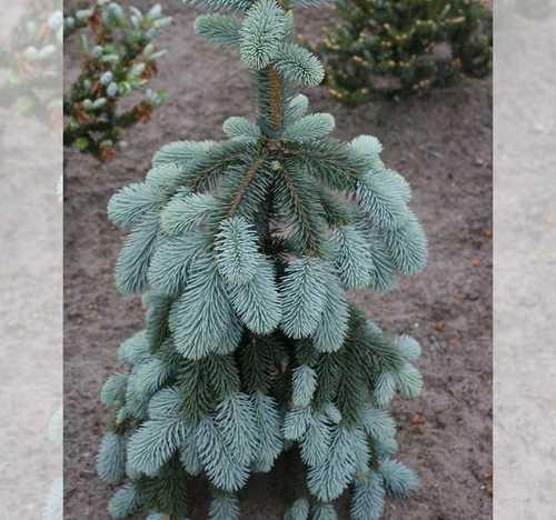 Ель колючая Блюз (Picea pungens The Blues) 60 см