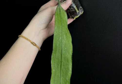 Антуриум vittarifolium (виттарифолиум)