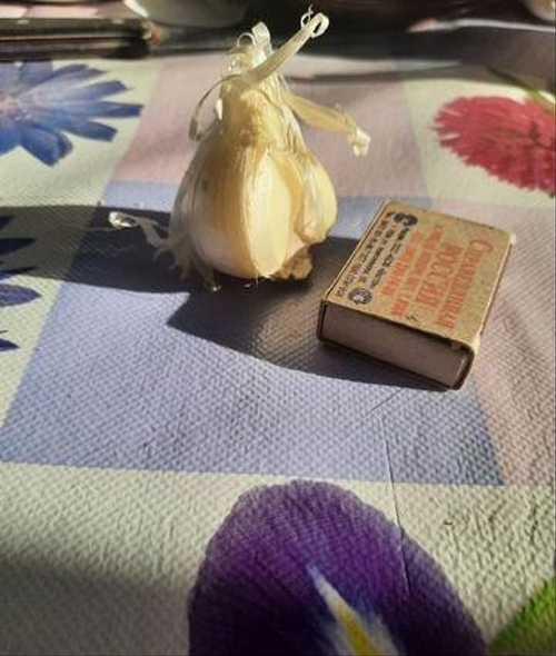 Семена чеснока - Рокамболь