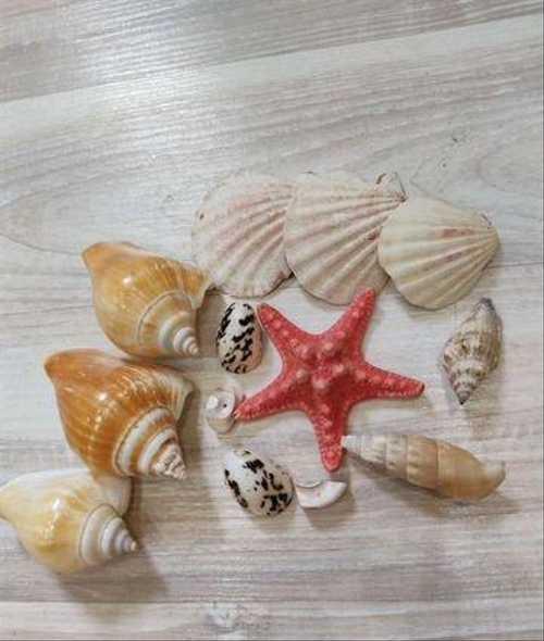 Морские ракушки