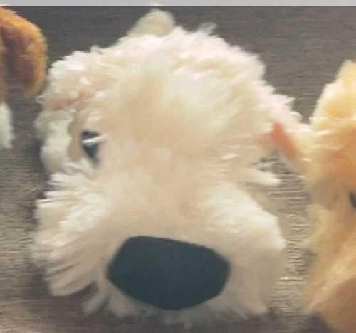 Уэст-хайленд-уайт-терьер the dog collection