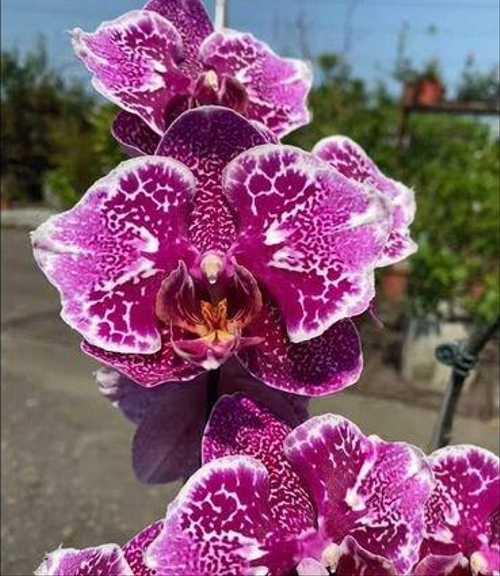 Предзаказ орхидея Phal. Victoria's Lace
