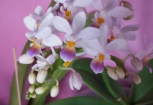 Орхидея эквестрис вар. Азия