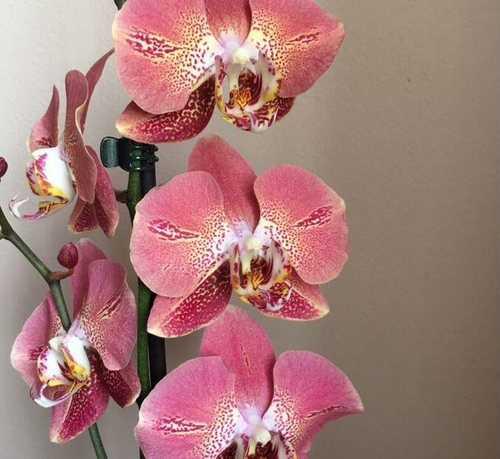 Орхидея фаленопсис Леко фантастик
