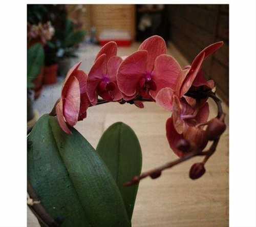Цветущая орхидея фаленопсис Asian coral