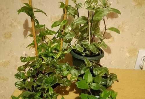 Традесканции и другие растения для дома и офиса