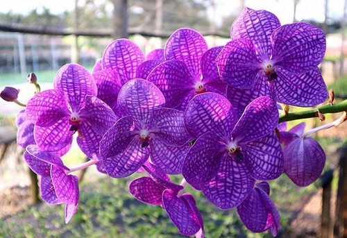 Орхидея Ванда Jairak Blue Classic