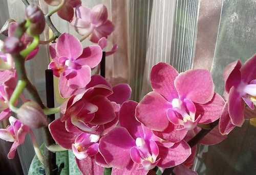 Орхидея Diffusion, Парфюмерная фабрика, 2 растения