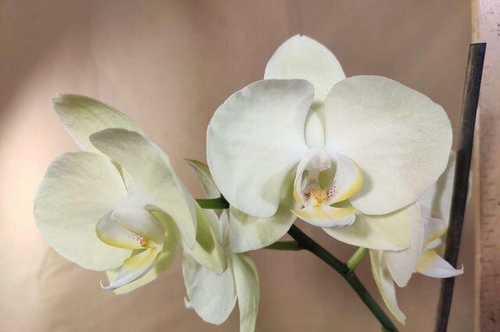 Домашняя цветущая орхидея фаленопсис Zahara